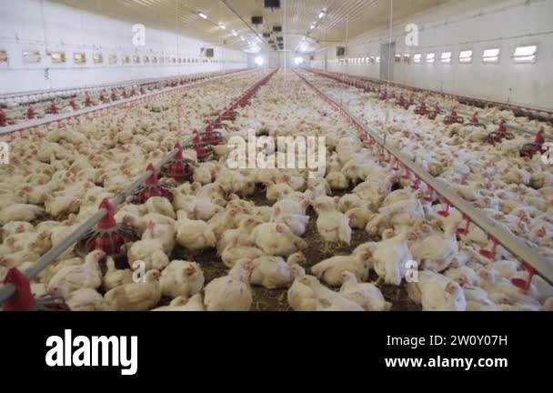 Poultry farm. Chickens for fattening on a modern poultry farm. Lots of ...