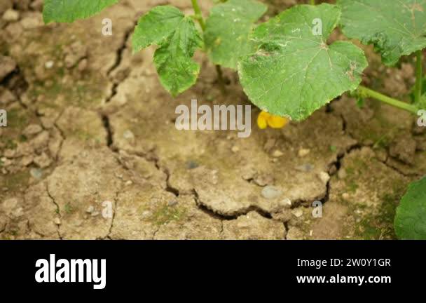 Drought dry field cucumber Cucumis sativus land gourd cucumiform fruits ...