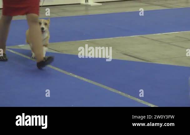 Dog pet at the show. Very kind and intelligent animal dogs living ...