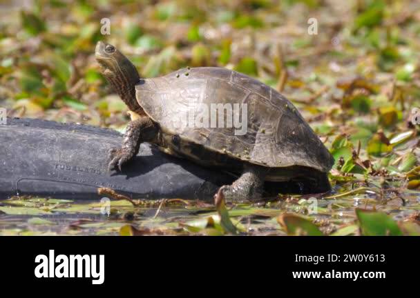 Plastic turtle Stock Videos & Footage - HD and 4K Video Clips - Alamy