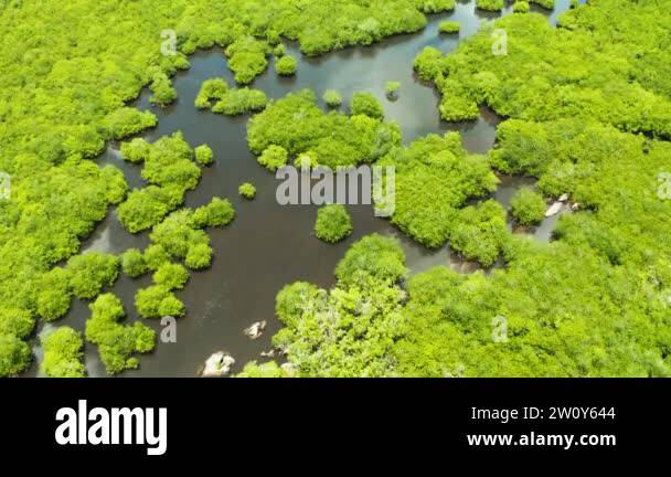 Mangroves with rivers in the Philippines. Tropical landscape with ...