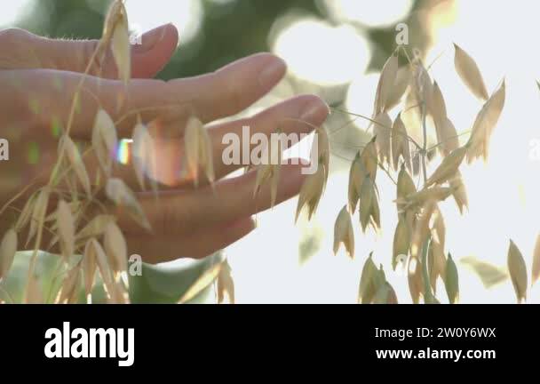 The growing oats. Slow motion.A female hand touches the grains of oats ...