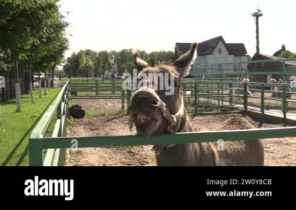 Donkey standing in heat Stock Videos & Footage - HD and 4K Video Clips ...