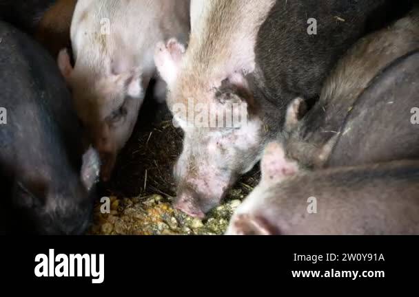 Breeding hog feeding Stock Videos & Footage - HD and 4K Video Clips - Alamy