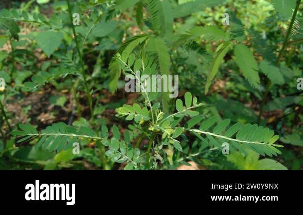 Phyllanthus urinaria (meniran, chamber bitter, gripeweed, shatterstone ...