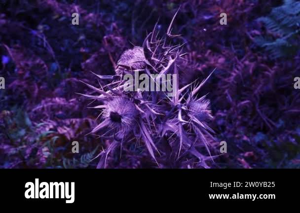 Scary flower Stock Videos & Footage - HD and 4K Video Clips - Alamy