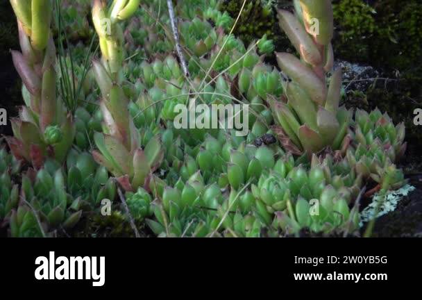 Houseleeks plants (Sempervivum ruthenicum), forever alive, Succulent ...