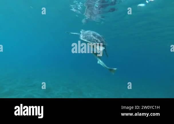 Sea turtle with Remorafish on shell slowly swims up in blue water ...