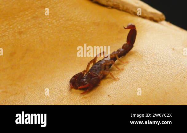 Devil scorpion Stock Videos & Footage - HD and 4K Video Clips - Alamy