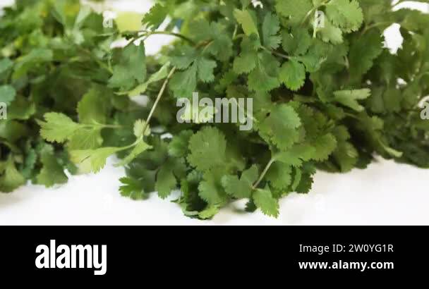Cilantro bunch Stock Videos & Footage - HD and 4K Video Clips - Alamy