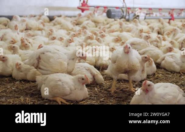 Poultry farm. Chickens for fattening on a modern poultry farm. Lots of ...