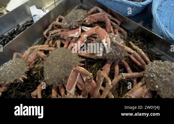 Close up for many fresh, raw crabs in the seafood market. Stock footage. Thai street food, crabs ...