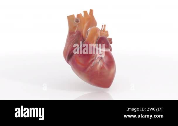 3D Heart Animated Turnaround in UHD 4k, ideal for education to ...