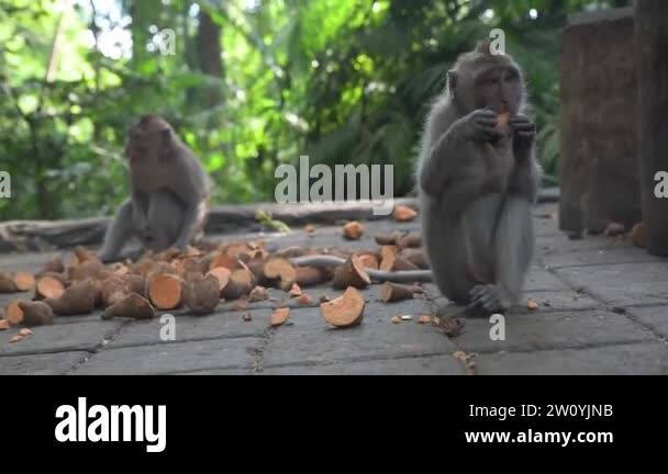 Two young long tail macaco monkeys eating sweet potatoes in the Monkey ...