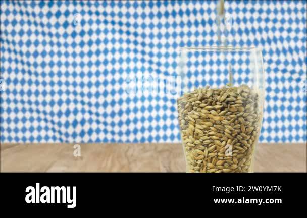 Dry malt beans ready to be used to brew the beer or the pure light or ...