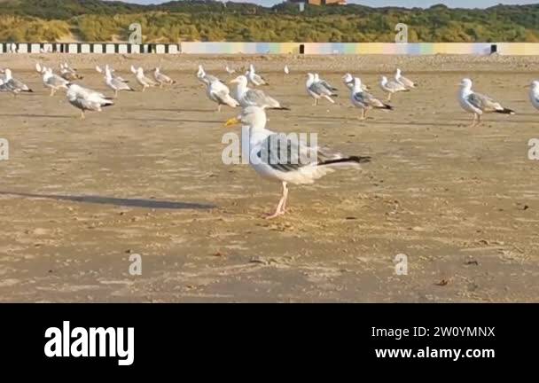 closeup of a seagull preening its feathers, flock of seagulls together ...