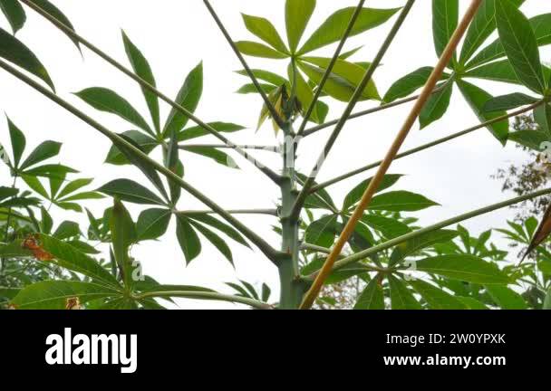 Cassava trees Stock Videos & Footage - HD and 4K Video Clips - Alamy