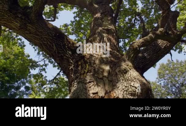 Crown tree Stock Videos & Footage - HD and 4K Video Clips - Alamy