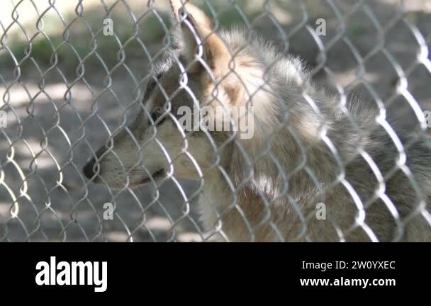 Zoo wolf fence Stock Videos & Footage - HD and 4K Video Clips - Alamy