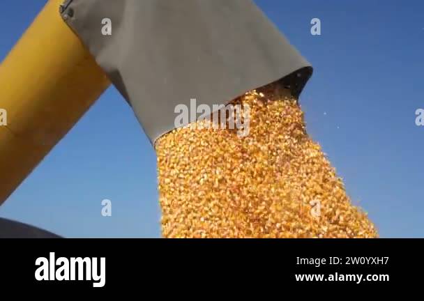 Grain Auger Of Combine Harvester Pouring Corn Crop in Slow Motion ...