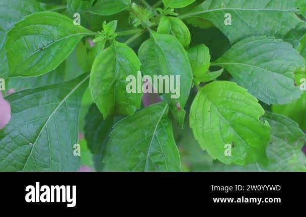 Friut plant Stock Videos & Footage - HD and 4K Video Clips - Alamy
