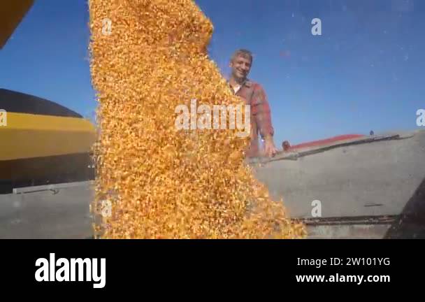 Farmer Looking at Corn Falling from Combine Auger into Grain Cart ...