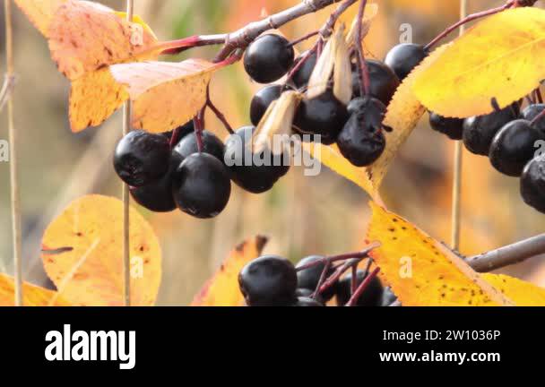 Streamers arranged mating games on the fruits and leaves Stock Video ...