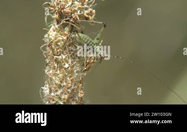 Small instar Stock Videos & Footage - HD and 4K Video Clips - Alamy