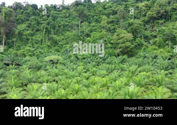 Oil palm trees plantation at the edge of tropical rainforest. Aerial ...