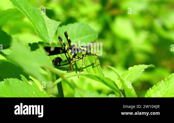 Monkey Grasshopper standing, moving and dancing on a green leaf in ...