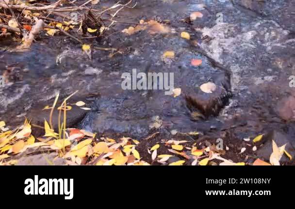 Tumbling leaves Stock Videos & Footage - HD and 4K Video Clips - Alamy