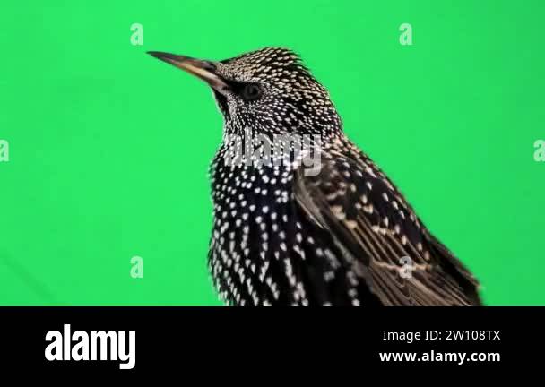 Green starling Stock Videos & Footage - HD and 4K Video Clips - Alamy