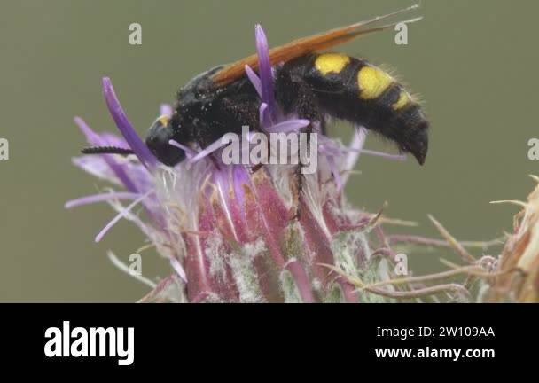 Sphecius speciosus in family Crabronidae, cicada killer or cicada hawk ...