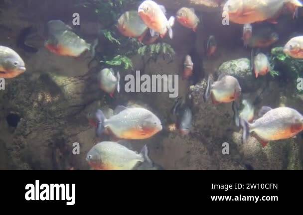 Fish swim in the aquarium in the zoo. Captive fish. Beautiful creatures ...