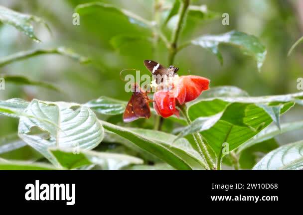 Butterfly proboscis feeding flower Stock Videos & Footage - HD and 4K ...