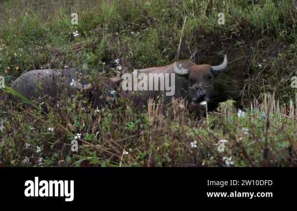 Two Water Buffalo graze on plants and grass in Sapa - Northern Vietnam ...