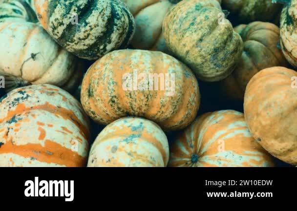 Harvest: Heap of Celebration F1 Acorn Pumpkin, Cucurbita pepo, Zoom Out ...