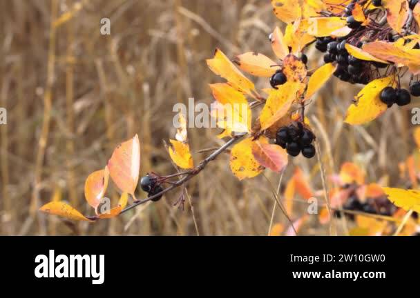 Streamers arranged mating games on the fruits and leaves Stock Video ...