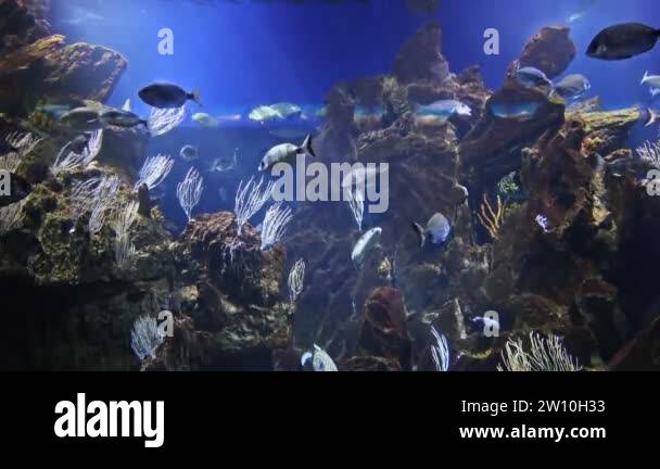 Beautiful fish aquarium, deep underwater world view, different water ...