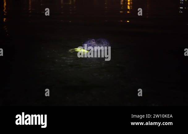 Nutria And banana. Funny ugly nutria, Myocastor coypus, big rodent ...