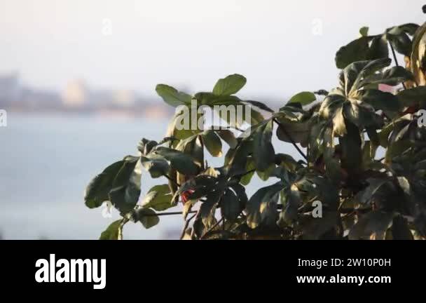 Tropical tree branches light Stock Videos & Footage - HD and 4K Video ...