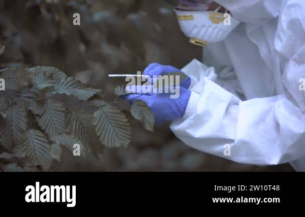 Researcher analyzing radioactive leaf color, pollution level, forest ...