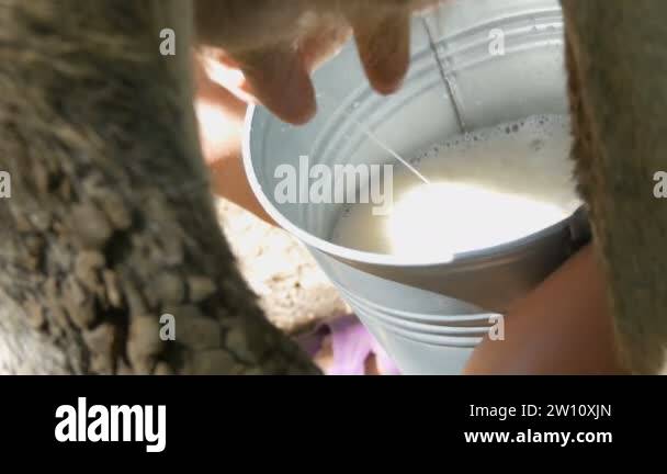 The milkmaid milks the cow by hand. Female hands squeeze the udder of ...