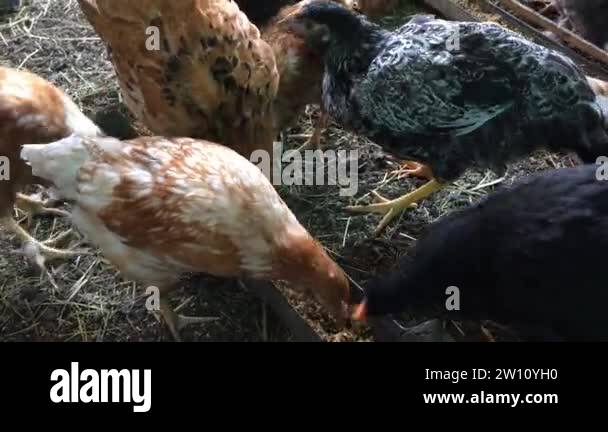 Grain eating animals Stock Videos & Footage - HD and 4K Video Clips - Alamy