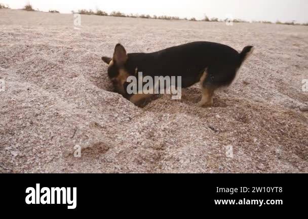Dog digging a hole in the sand on the beach. Slow motion Stock Video ...