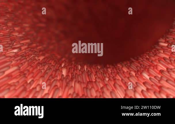 Realistic red villi inside the intestines under the microscope ...