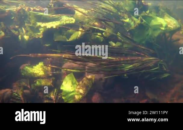 shallow freshwater river bottom with very fast flow, rich flora of ...