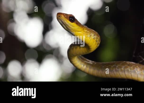 video of snake showing tongue, Olive whipsnake, Chironius fuscus Stock ...