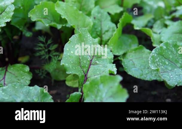 Organic beetroot farm Stock Videos & Footage - HD and 4K Video Clips ...