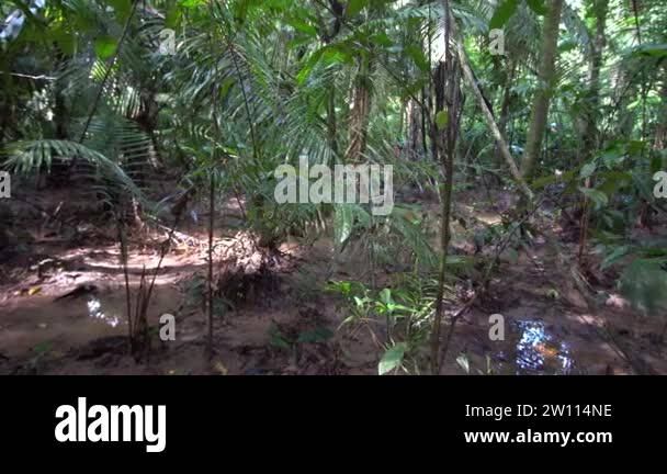 Neotropical rainforest Stock Videos & Footage - HD and 4K Video Clips ...